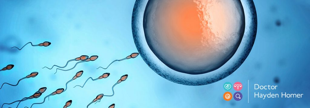 Male Fertility Doctor | Dr Hayden Homer | Male Fertility Clinic Brisbane
